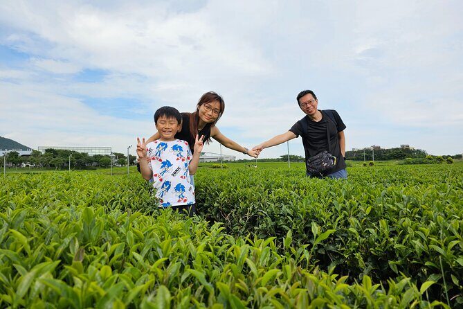 Round-trip transportation service to O`sulloc Tea Museum - The Cultural and Visual Appeal