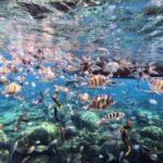 Sabah: Mantanani Island and Wildlife River Cruise Tour - What Makes This Tour Special?