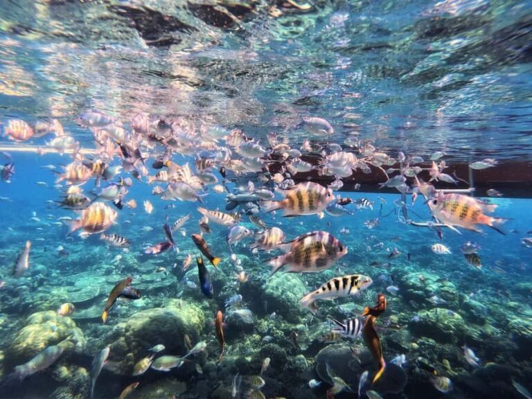 Sabah: Mantanani Island and Wildlife River Cruise Tour - What Makes This Tour Special?