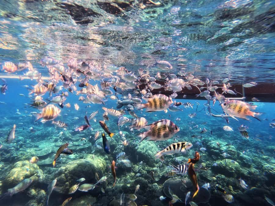 Sabah: Mantanani Island and Wildlife River Cruise Tour - What Makes This Tour Special?