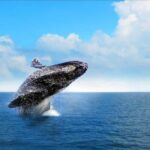 Sabana de la mar: Private Whale Watching Samana bay - Who Should Consider This Tour?