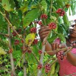 Safari Adventure - Full Day - From Punta Cana - The Practicalities