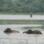 Safari Jeep Tour In Udawalawa Park Sri Lanka - Wildlife Encounters: More Than Just Elephants