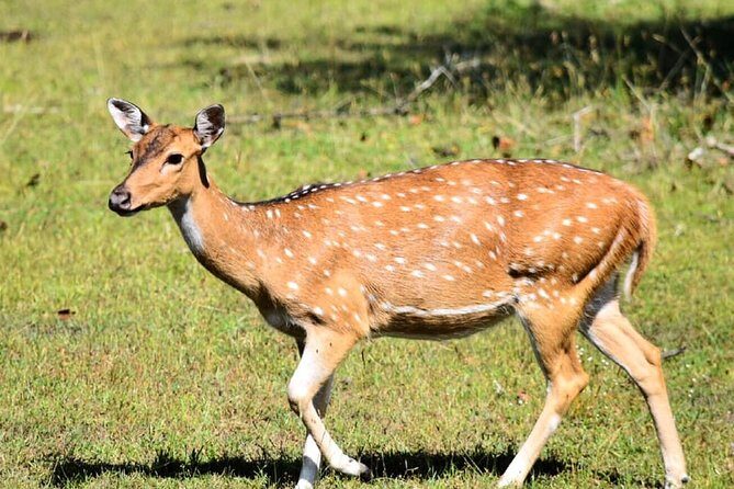 Safari Tour in Udawalawa National Park - Who Should Consider This Safari?