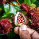 Safari tour with Jhoraji : mountain rivers and local market - What to Expect from the Transportation and Group Size