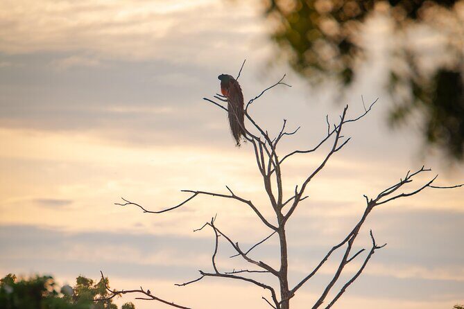 Safari tours in Udawalawa - Final Thoughts: Is It Worth It?