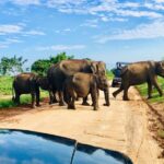 Safari with Sheran Udawalawe National Park - The Itinerary: What to Expect
