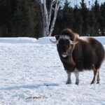 Saint-Félicien Wild Zoo: Winter 2025-2026 Daily Ticket - Is It Worth the Price?