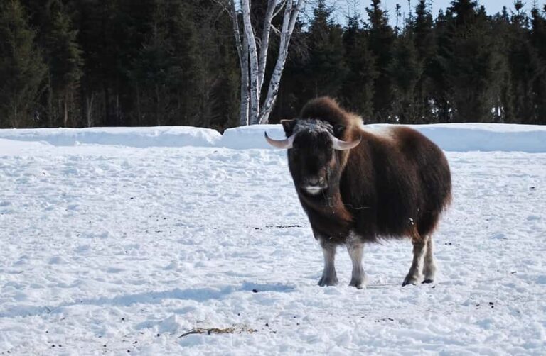 Saint-Félicien Wild Zoo: Winter 2025-2026 Daily Ticket - Is It Worth the Price?