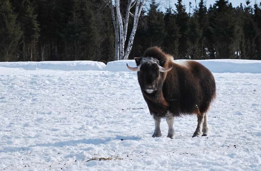 Saint-Félicien Wild Zoo: Winter 2025-2026 Daily Ticket - Is It Worth the Price?