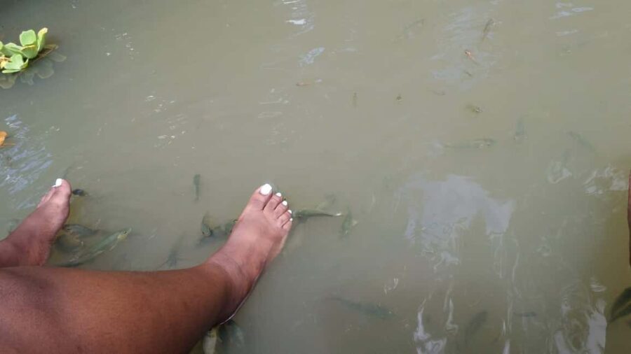 Saint Lucia: La Tille Falls Visit and Fish Foot Massage - The Fish Foot Massage Experience