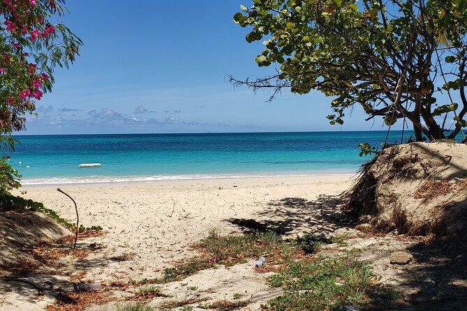 Salty Dogs UTV Adventure - Real Guest Perspectives