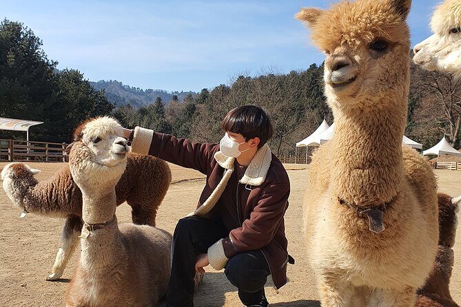 Samaksan Cable Car &Nami Island with Alpaca - The Sum Up: Who Will Love This Tour?