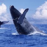 Samana Bay and Cayo Levantado Whale Watching Tour from Punta Cana - Key Points