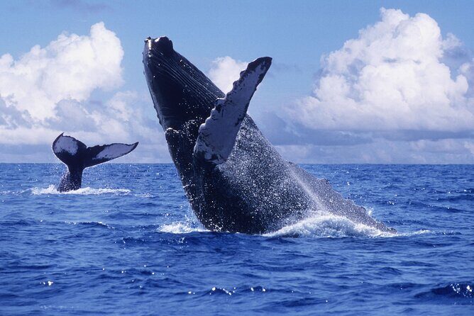 Samana Bay and Cayo Levantado Whale Watching Tour from Punta Cana - Key Points