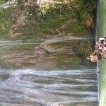 Samaná Bay: Bacardi Island and Limon Waterfall - The Value Proposition