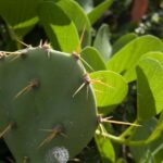 Samana Bay: Cayo Levantado Snorkeling and Kayaking Tour - What Makes This Tour Stand Out?