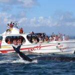 Samana: Bay of Samana Whale Watching Experience - The Itinerary & What Makes Each Step Special
