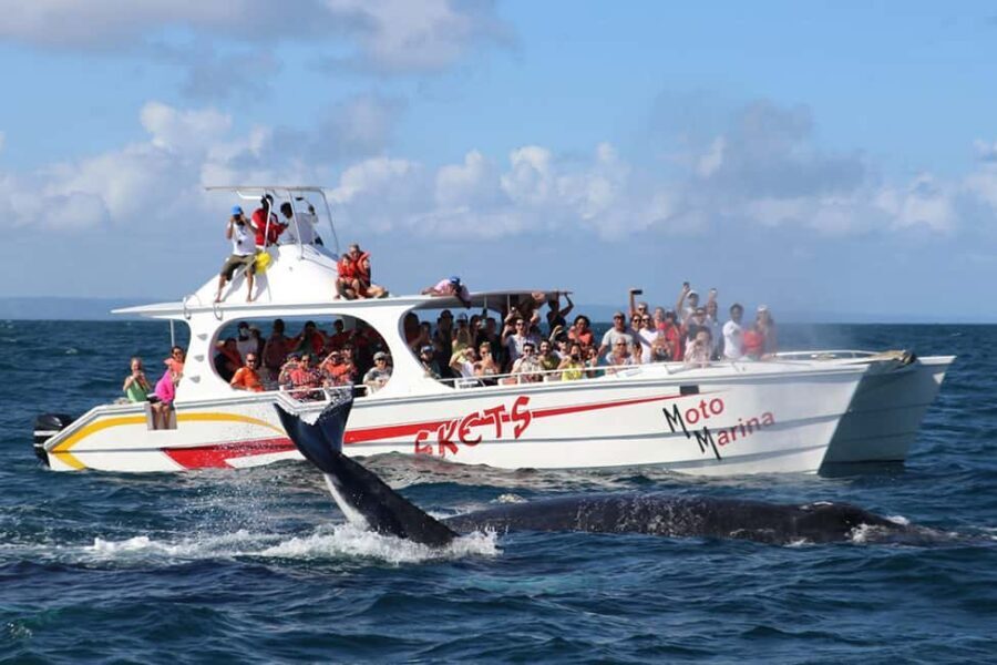 Samana: Bay of Samana Whale Watching Experience - The Itinerary & What Makes Each Step Special