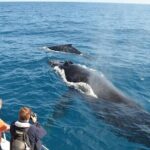 Samana from Punta Cana (El Limon + Cayo Levantado) - The Sum Up