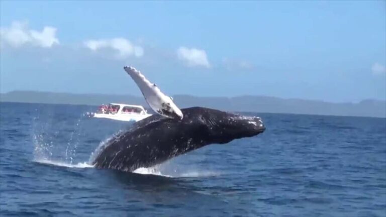 Samana: Guided Day Trip with Buffet Lunch and Whale Watching - The Practicalities: What to Know