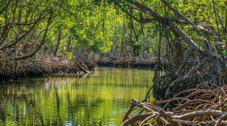 Samaná: Los Haitises and Cayo Levantado with Hotel Stay - Who Will Love This Tour?