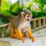Samaná: Monkeyland and Open-Air Safari Truck Tour - Detailed Itinerary and Experience Breakdown