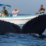 Samaná: Private Catamaran Whale Watching Tour with Drinks - Detailed Breakdown of the Experience
