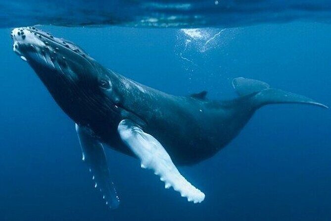 Samaná Whale Tour with Lunch from Santo Domingo - A Closer Look at the Itinerary