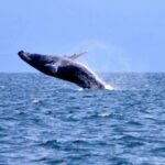 Samanà Whale Watching and Bacardi Island Tour From Bayahibe - What Travelers Say