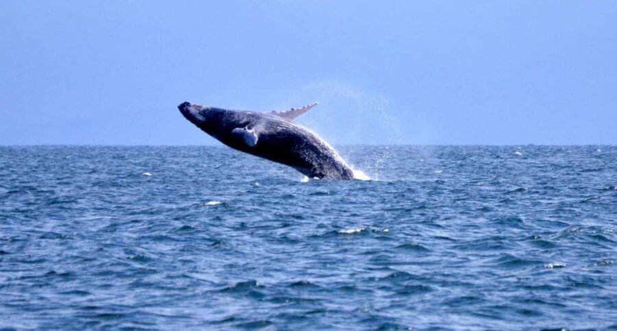 Samanà Whale Watching and Bacardi Island Tour From Bayahibe - What Travelers Say