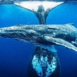 Samaná: Whale Watching and Cayo Levantado Day Trip - The Itinerary in Detail