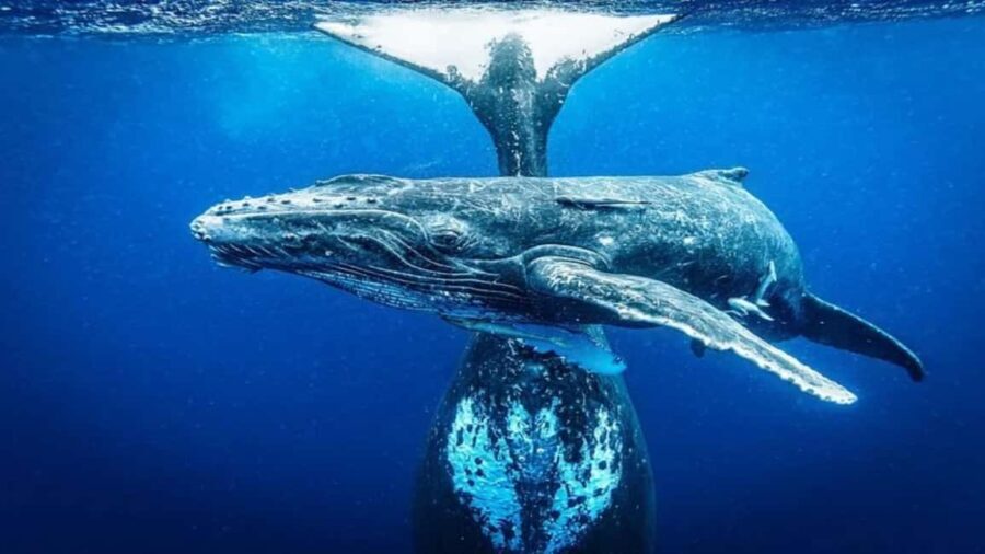 Samaná: Whale Watching and Cayo Levantado Day Trip - The Itinerary in Detail