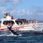 Samana: Whale Watching and Cayo Levantado Full Day Tour - What Makes This Tour Stand Out?