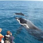Samana: Whale-Watching and Cayo Levantado Full-Day Tour - Practical Tips for Your Trip