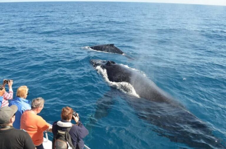 Samana: Whale-Watching and Cayo Levantado Full-Day Tour - Practical Tips for Your Trip