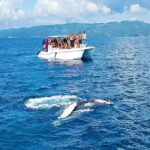 Samaná: Whale Watching and Cayo Levantado Island Tour - The DETAILS: How It Works