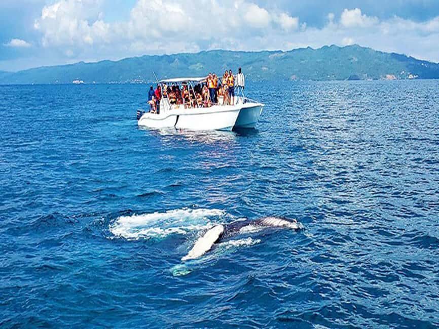 Samaná: Whale Watching and Cayo Levantado Island Tour - The DETAILS: How It Works
