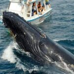 Samaná: Whale Watching, Cayo Levantado, and El Limón Tour - Who Will Love This Tour?