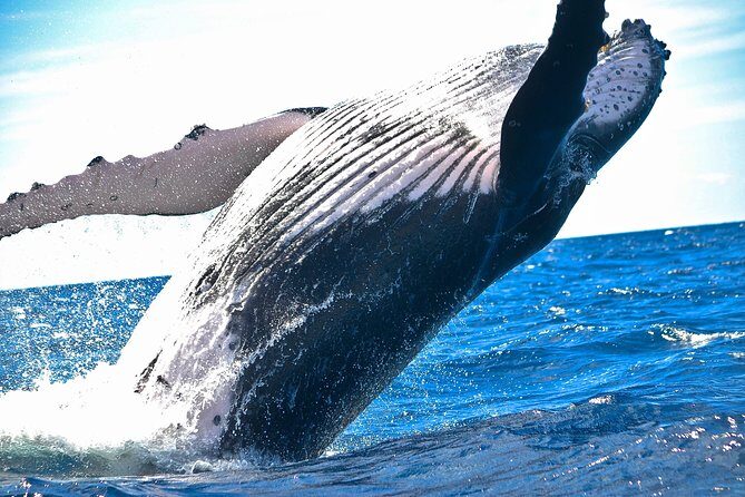 Samaná Whale Watching + Cayo Levantado (Bacardi Island). - What to Expect on the Trip