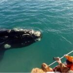 Samaná Whale Watching plus Cayo Levantado Bacardi Island - Authenticity and Practical Tips