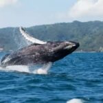 Samaná: Whale Watching Tour with Guide - The Sum Up: Who Will Love This Tour?