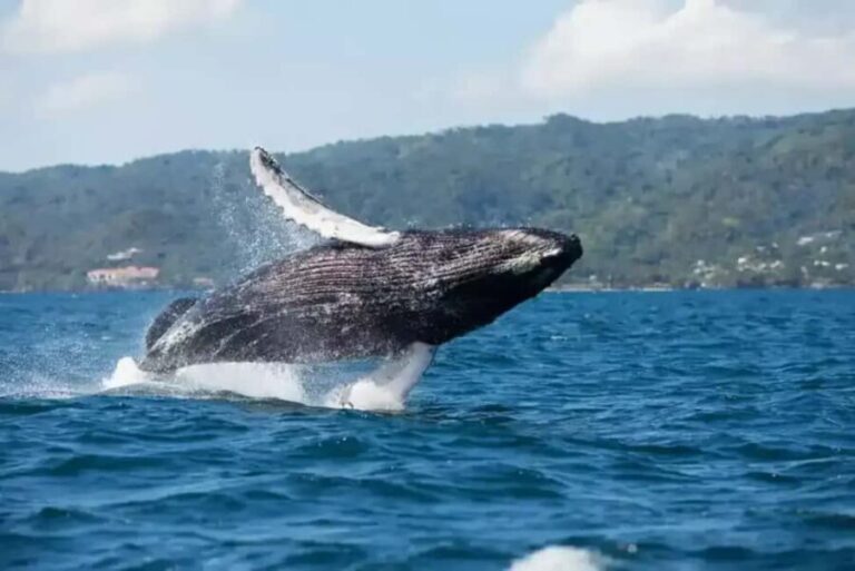 Samaná: Whale Watching Tour with Guide - The Sum Up: Who Will Love This Tour?