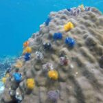 Samui: Mr. Tu's 3-Island Signature Boat Tour to Koh Nangyuan - The Itinerary in Detail: What to Expect