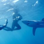 San Diego Blue Shark Diving Adventure - Practical Details and Considerations
