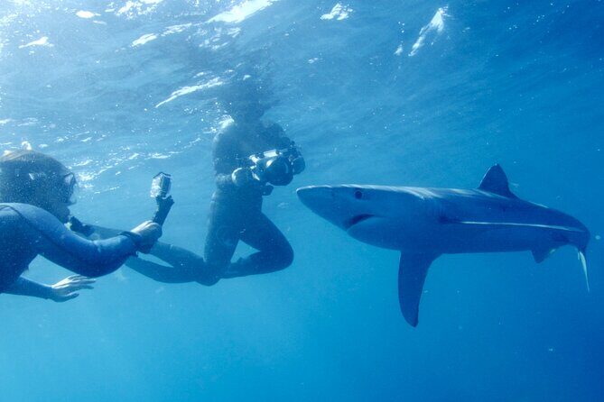 San Diego Blue Shark Diving Adventure - Practical Details and Considerations