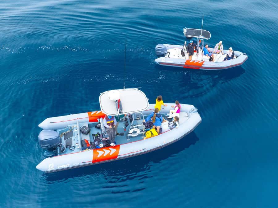 San Diego: Blue Whale Watching Expedition - The Itinerary: A Day on the Open Ocean