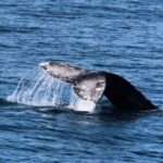 San Diego: City Cruises Whale and Dolphin Watching Cruise - Why This Tour Offers Good Value