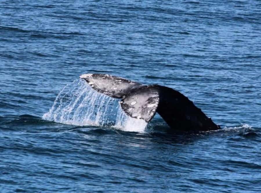 San Diego: City Cruises Whale and Dolphin Watching Cruise - Why This Tour Offers Good Value