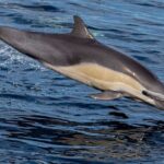 San Diego Dolphin Watch Sunset Cruise Mission Bay on the Legacy - Who Should Book This Tour?